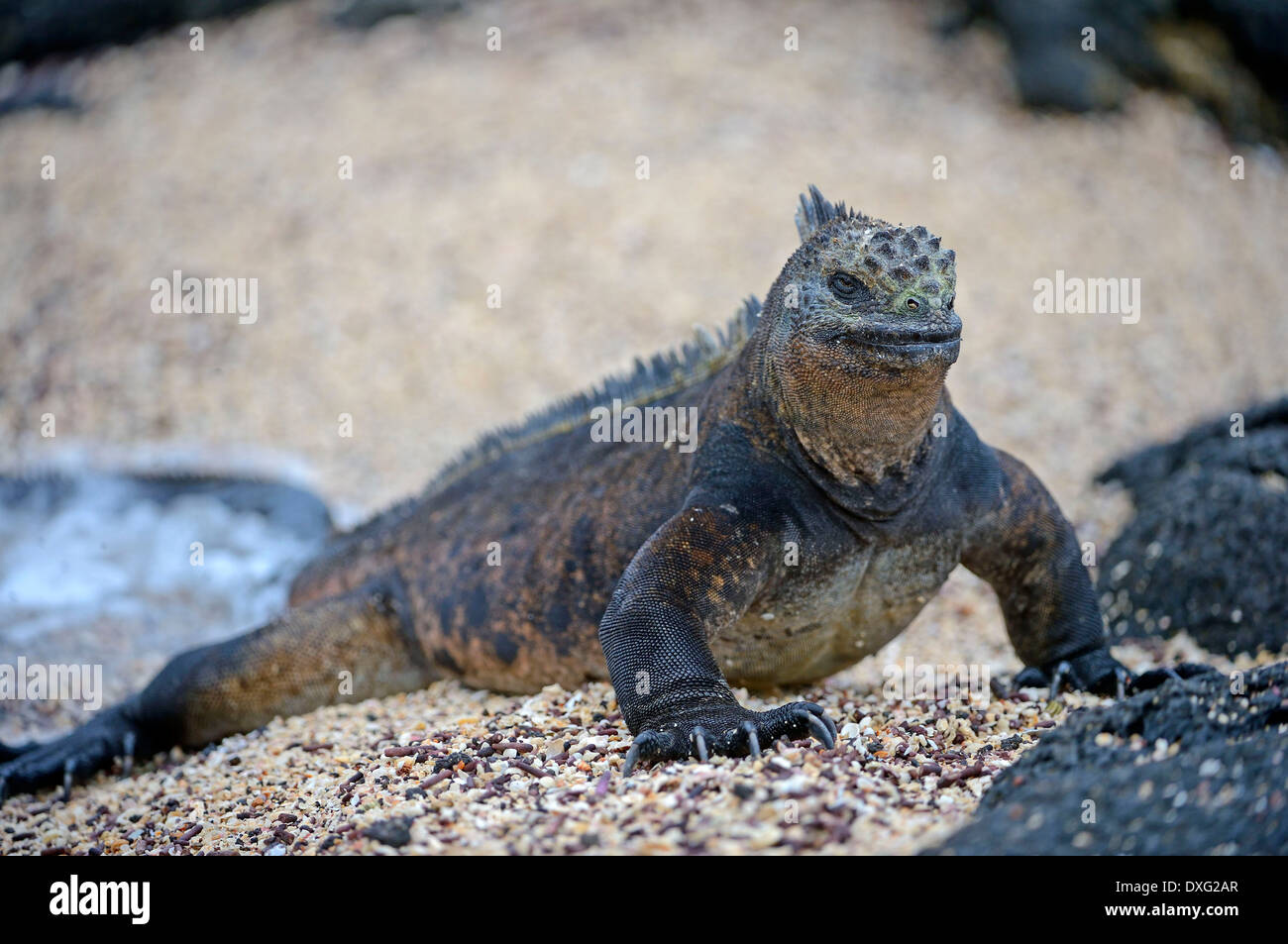 Marine Iguana, Puerto Villamil, Island Isabela, Galapagos Islands ...