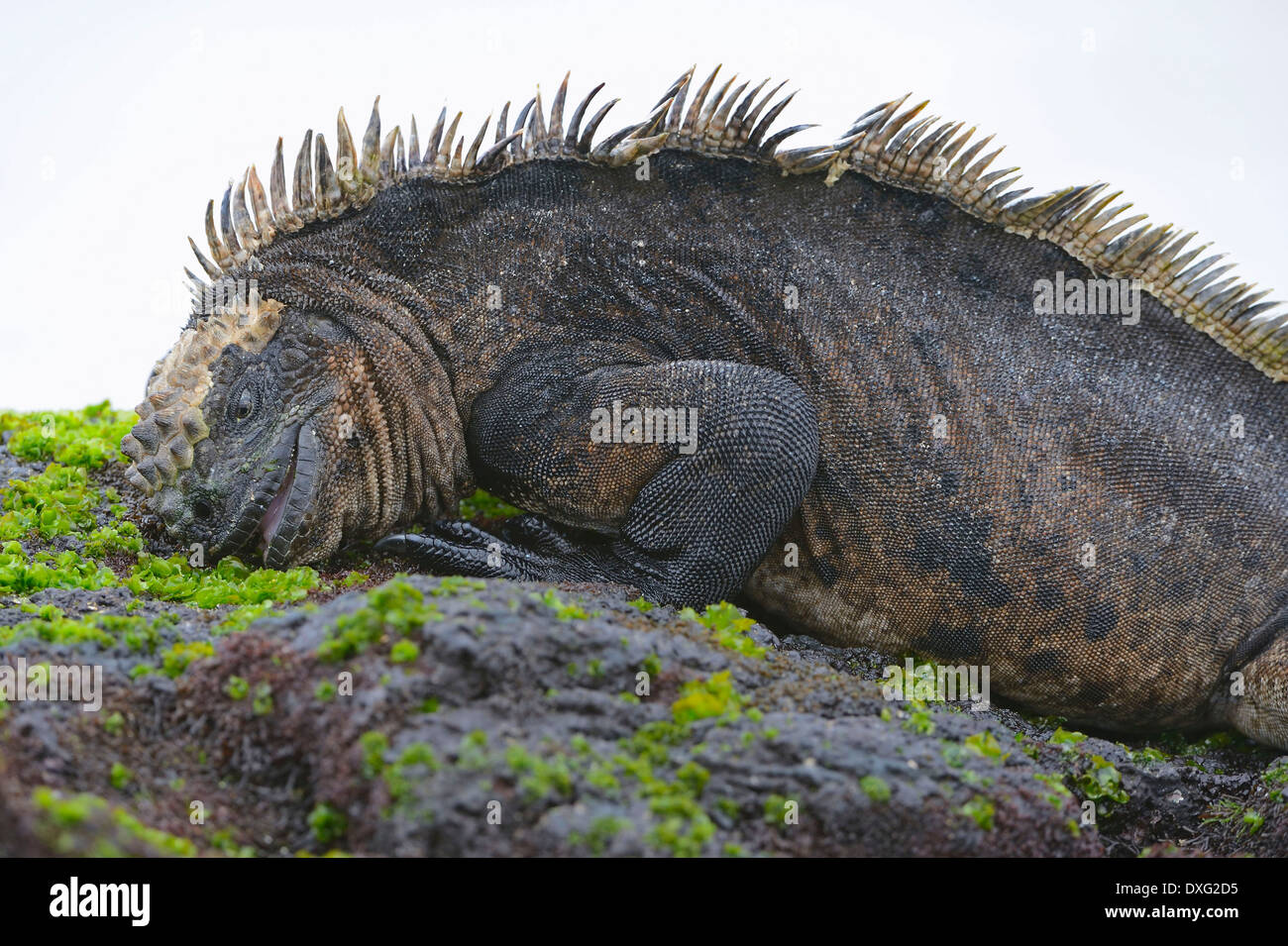 Marine iguana eating algae hi-res stock photography and images - Alamy