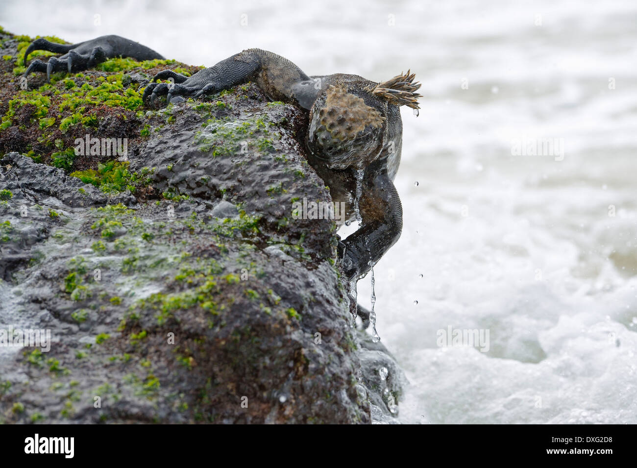 Marine iguana eating algae hi-res stock photography and images - Alamy