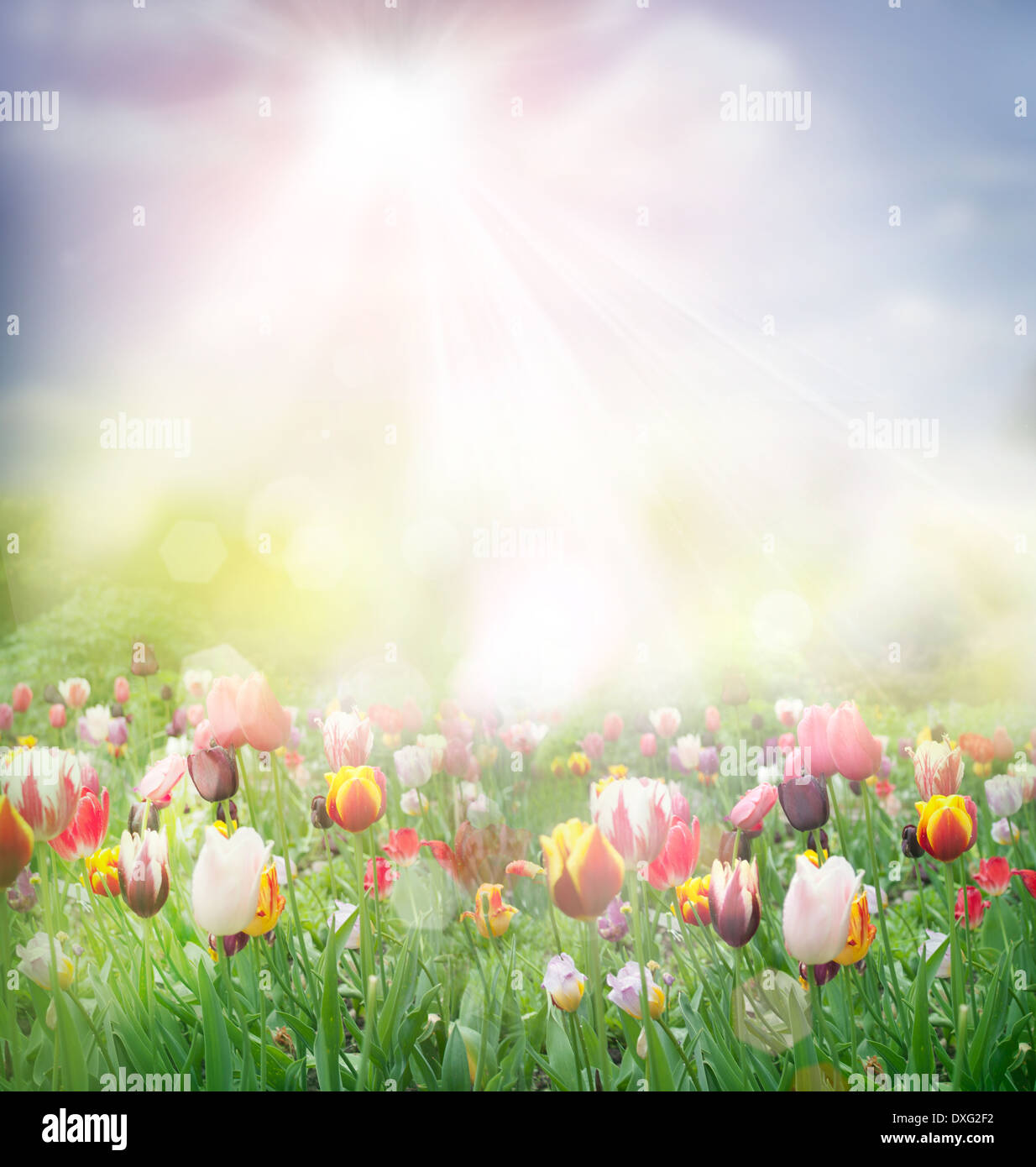 Design flowers background. Spring or summer floral nature background ...