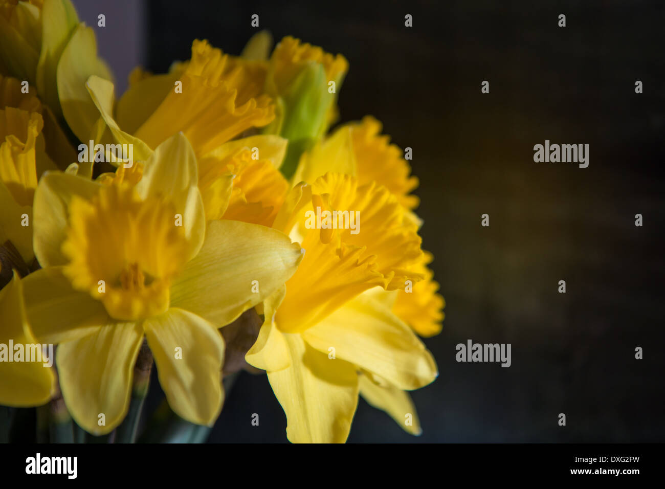 Bunch of daffodils hi-res stock photography and images - Alamy