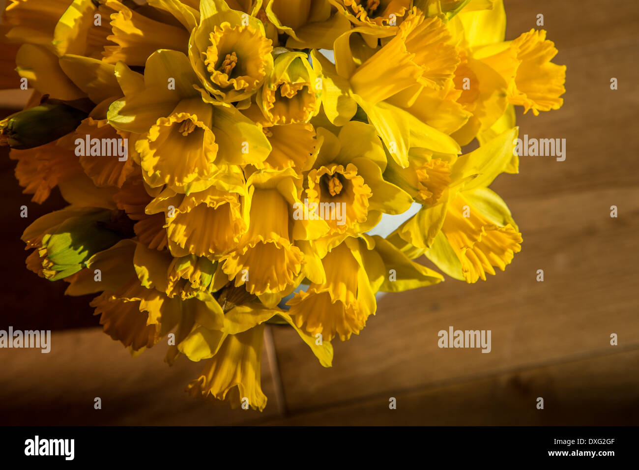 Bunch Of Daffodils High Resolution Stock Photography and Images - Alamy