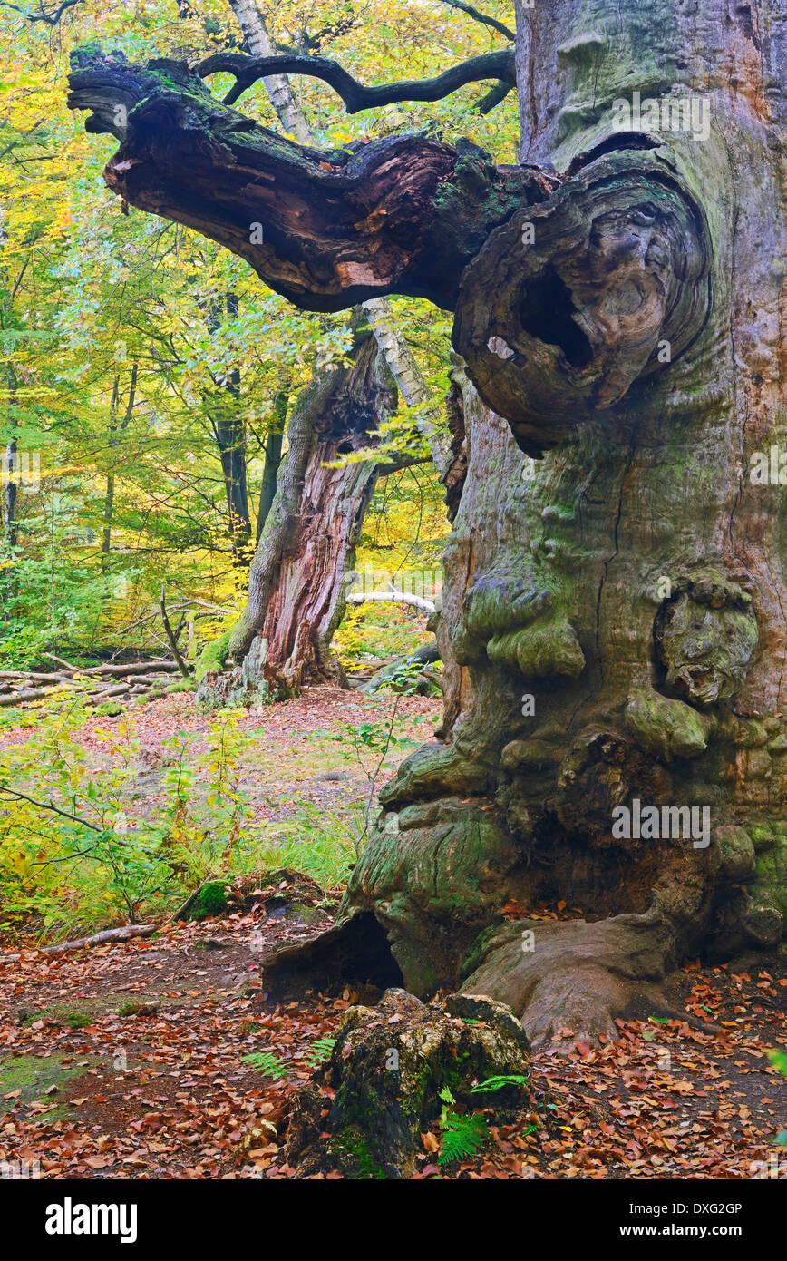 Old Beech tree, approx. 800 years old, nature reserve Primeval Forest Sababurg, Hesse, Germany ...