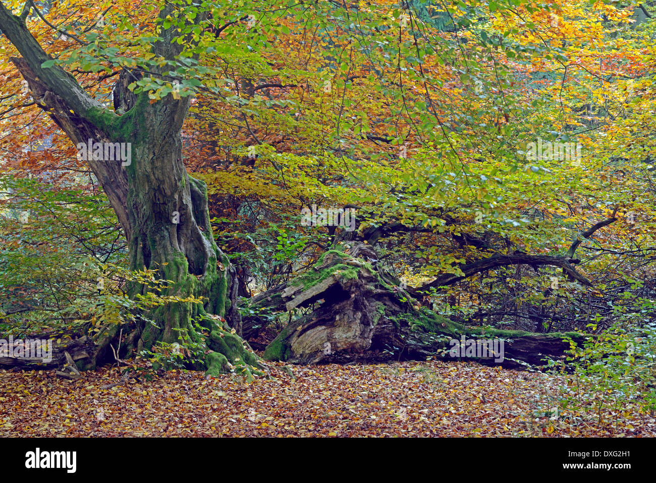 Old Beech tree, approx. 800 years old, nature reserve Primeval Forest Sababurg, Hesse, Germany ...