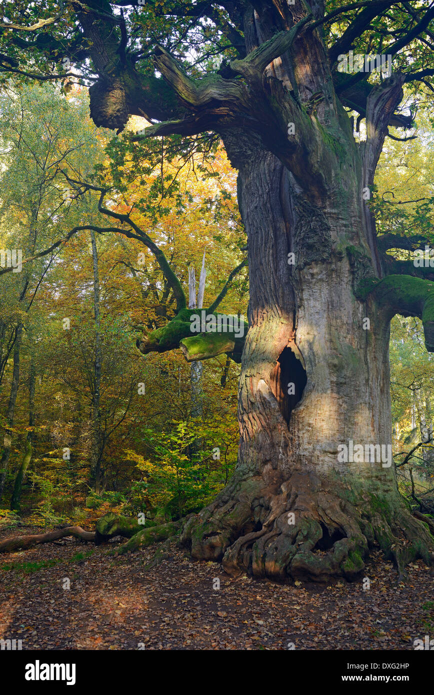 Old Beech tree, approx. 800 years old, nature reserve Primeval Forest ...