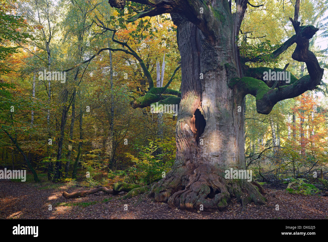 Old Beech tree, approx. 800 years old, nature reserve Primeval Forest Sababurg, Hesse, Germany ...