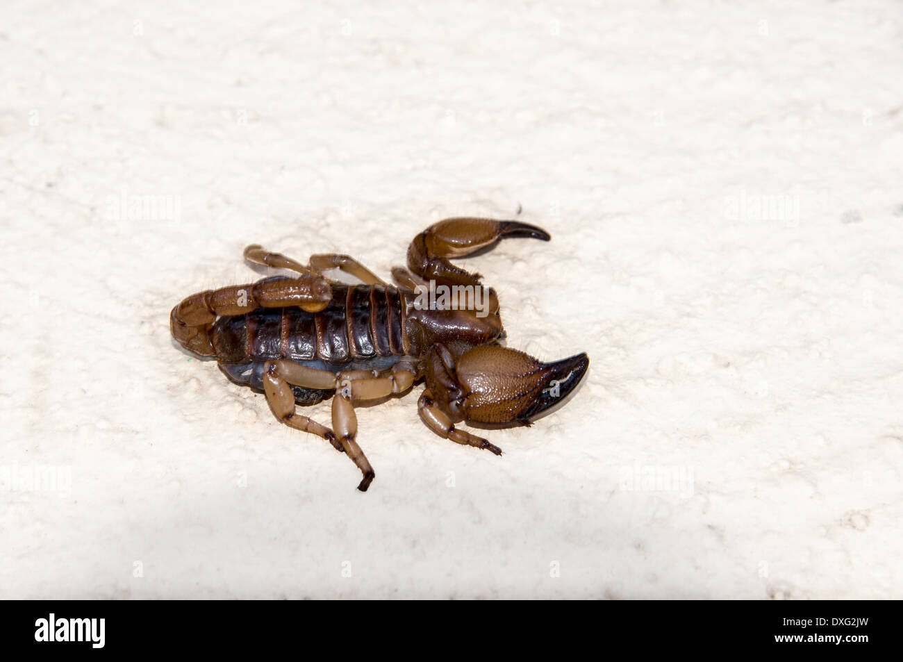 big scorpion in south africa Stock Photo - Alamy