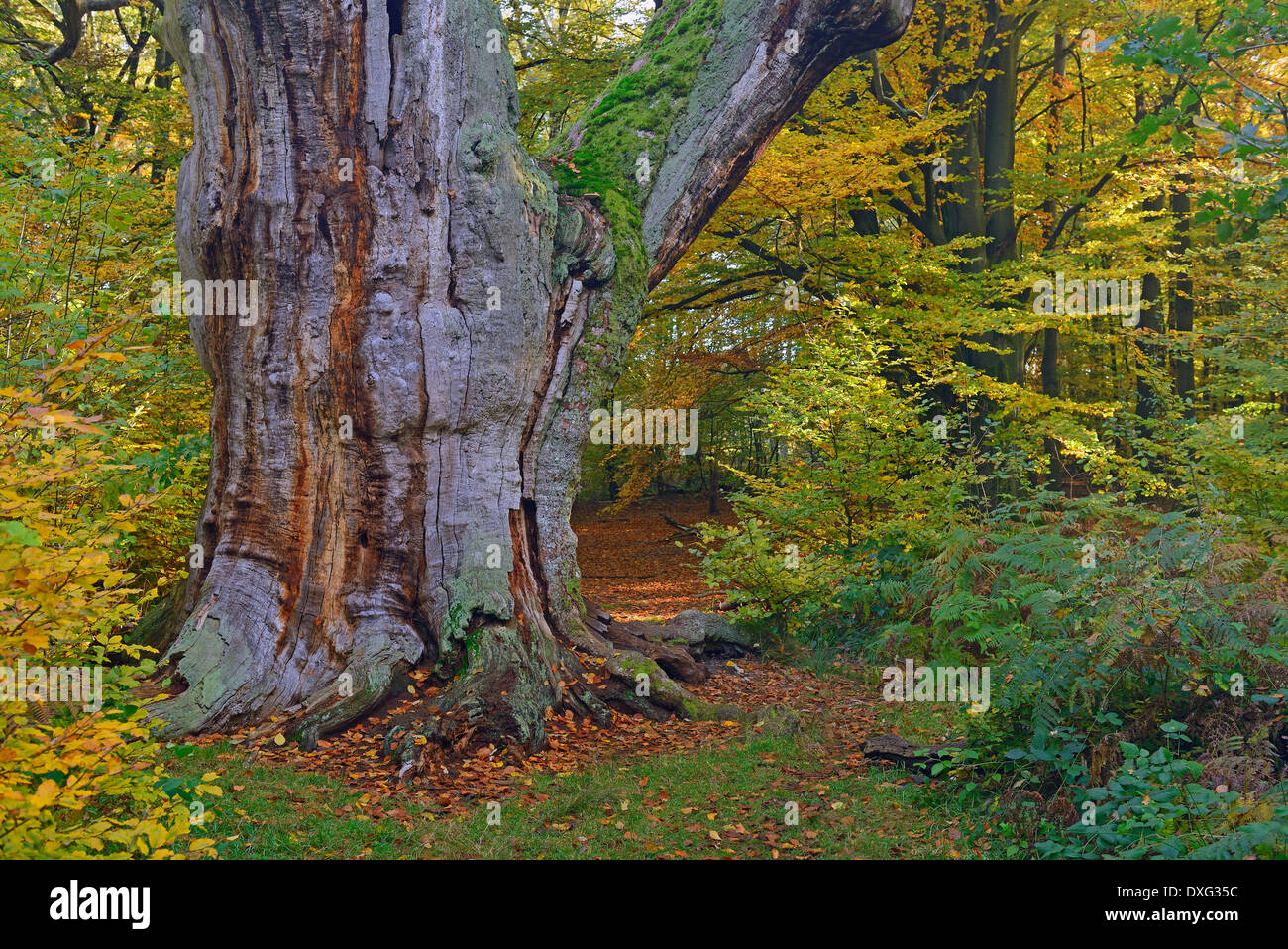 Old Beech tree, approx. 800 years old, nature reserve Primeval Forest Sababurg, Hesse, Germany ...