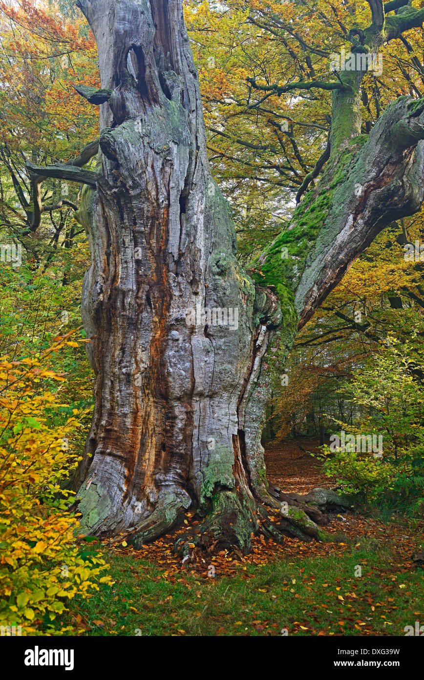 Old Beech tree, approx. 800 years old, nature reserve Primeval Forest Sababurg, Hesse, Germany ...