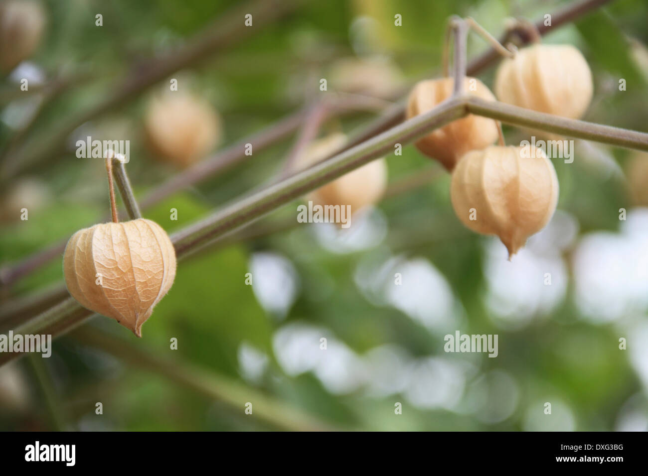Physalis peruviana plant hi-res stock photography and images - Alamy