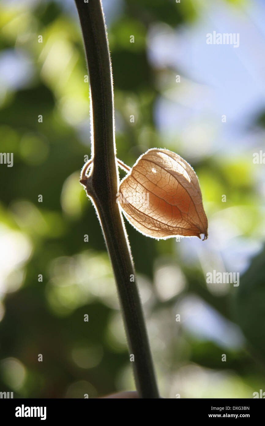 Physalis peruviana plant hi-res stock photography and images - Alamy