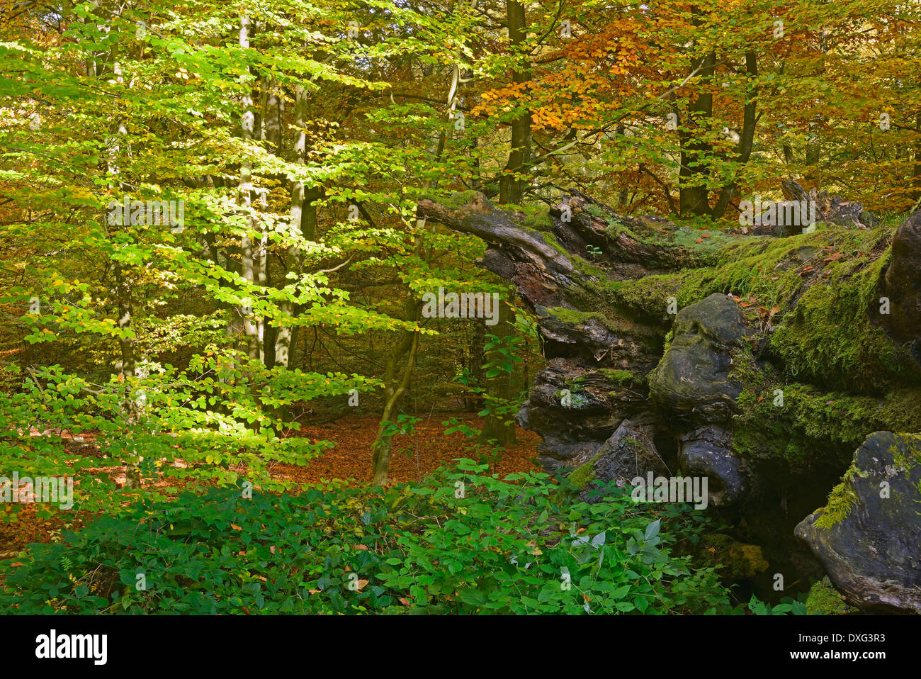 Beech trees, nature reserve Primeval Forest Sababurg, Hesse, Germany / (Fagus spec Stock Photo ...