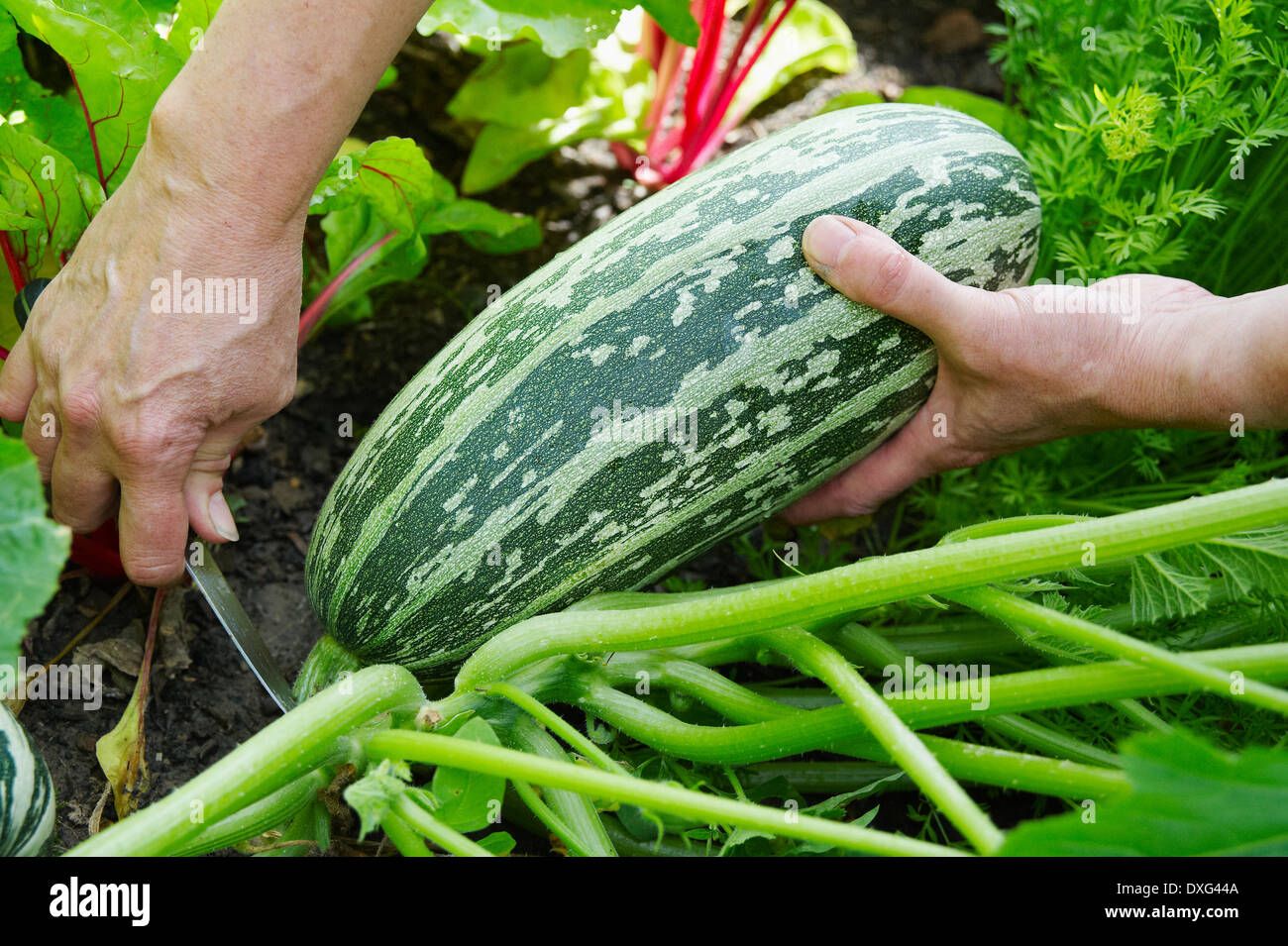 Growing marrow hi-res stock photography and images - Alamy