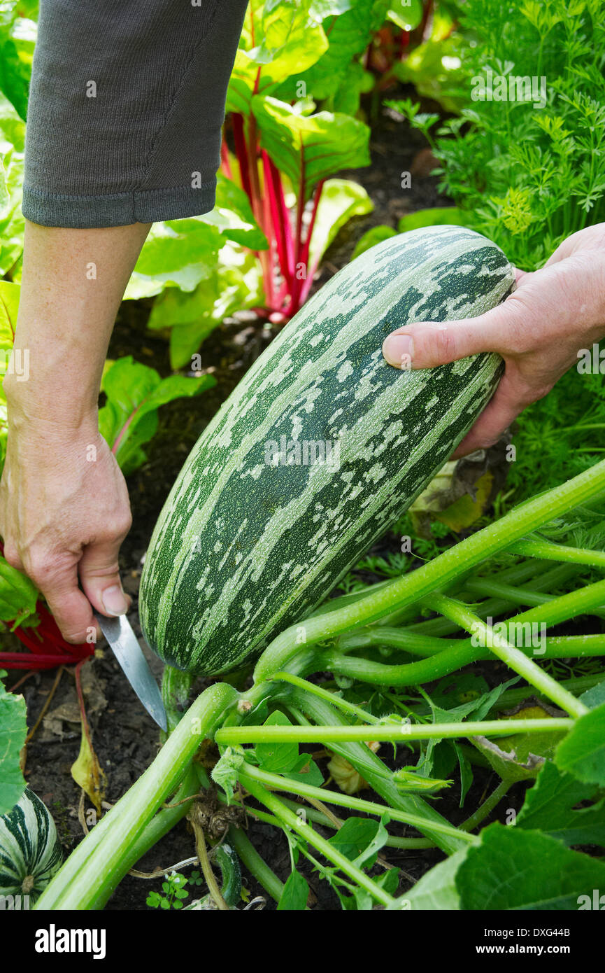 Growing marrow hi-res stock photography and images - Alamy