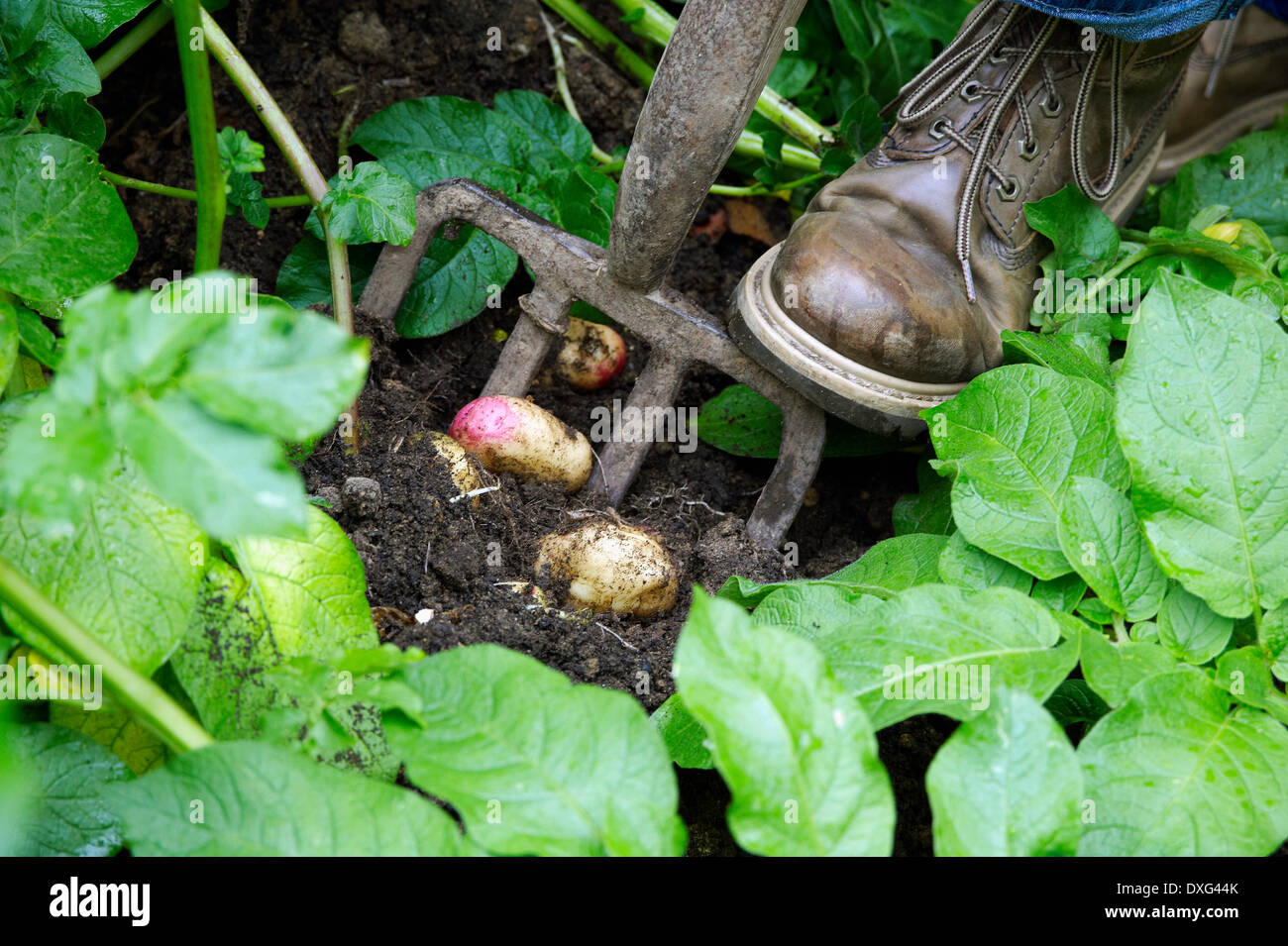 Digging up potatoes hi-res stock photography and images - Alamy