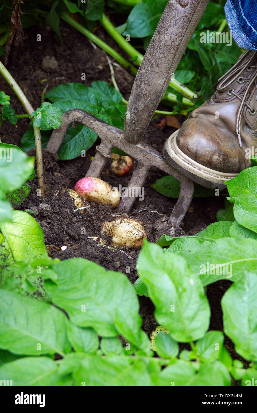 Digging up potatoes hi-res stock photography and images - Alamy