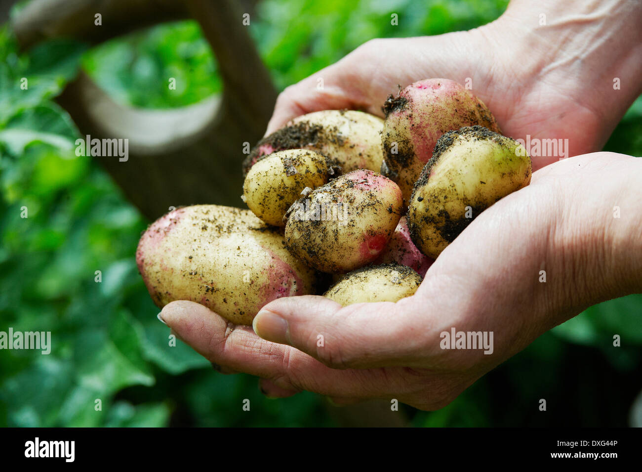 Man Digging Up Potatoes In Vegetable Garden Stock Photo - Alamy