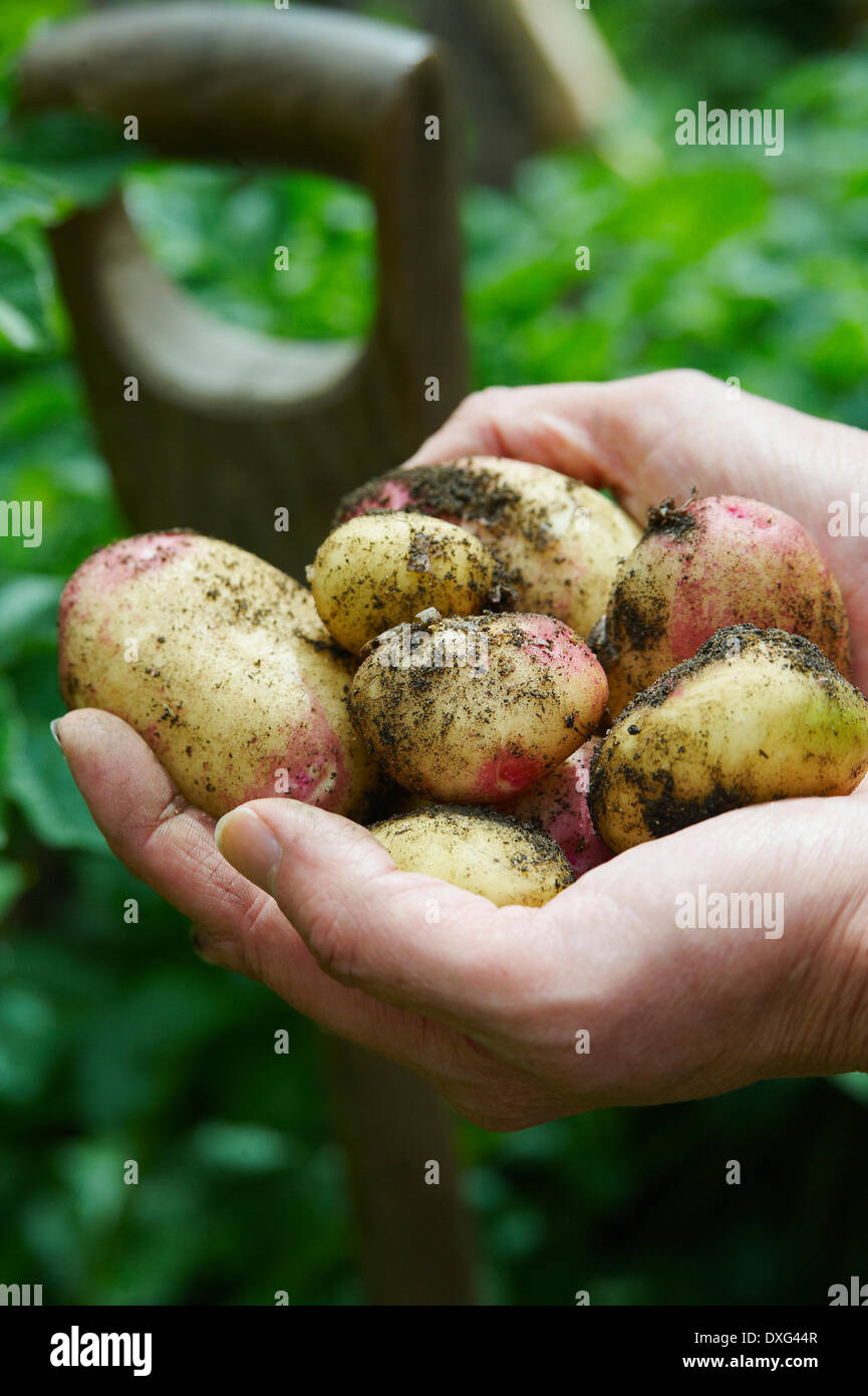 Man Digging Up Potatoes In Vegetable Garden Stock Photo - Alamy