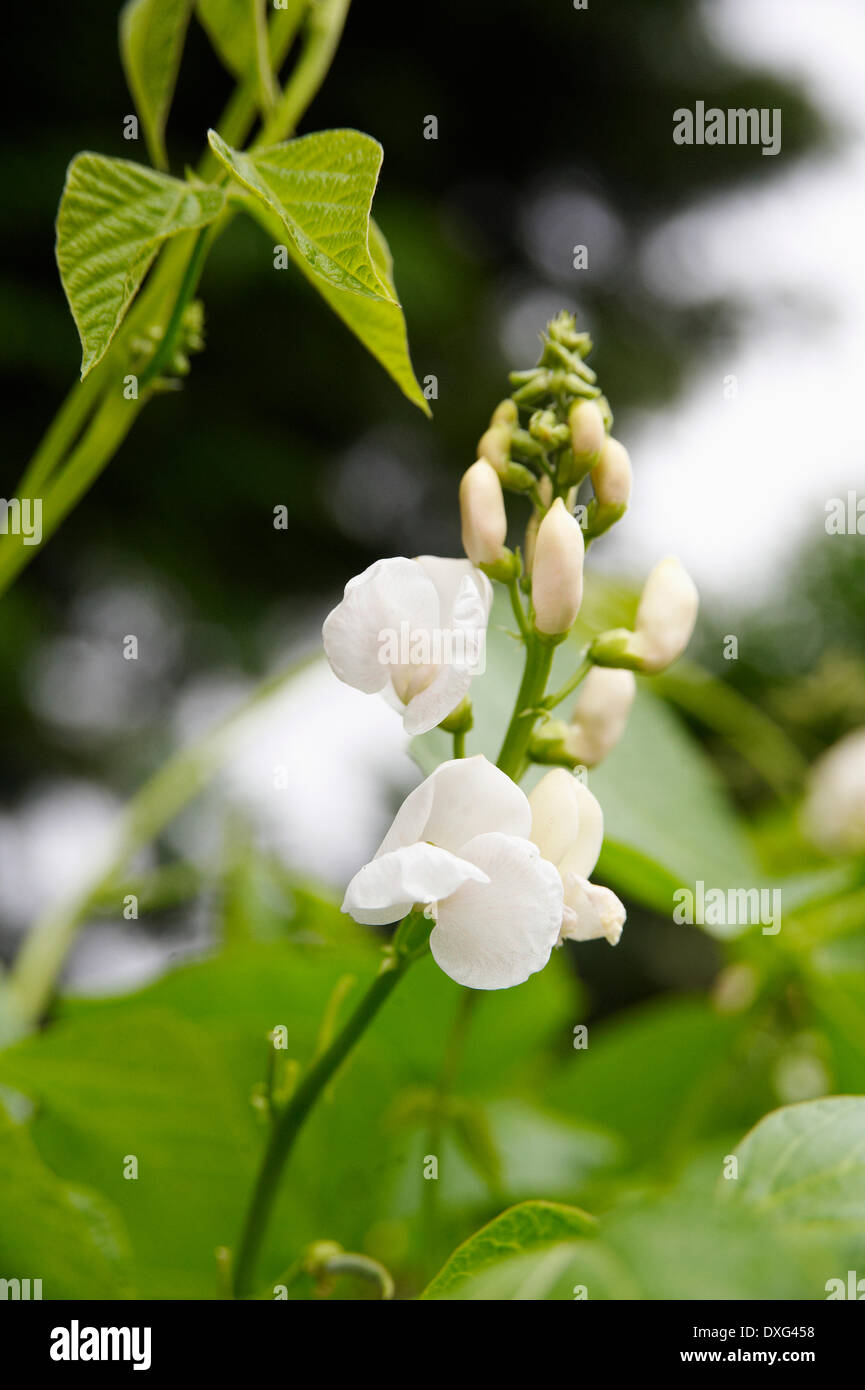 Runner bean hi-res stock photography and images - Alamy