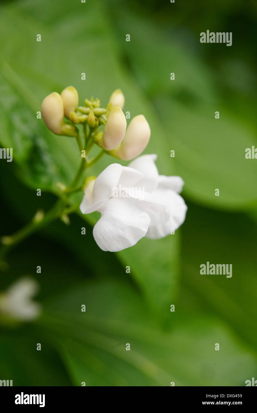 Bean plant in flower hi-res stock photography and images - Alamy
