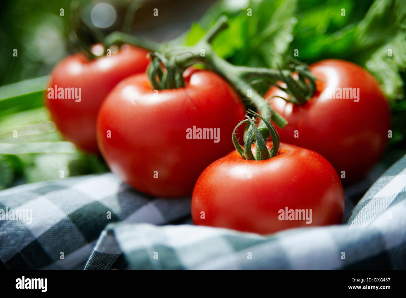 Fresh Tomatoes On Checked Cloth Stock Photo - Alamy