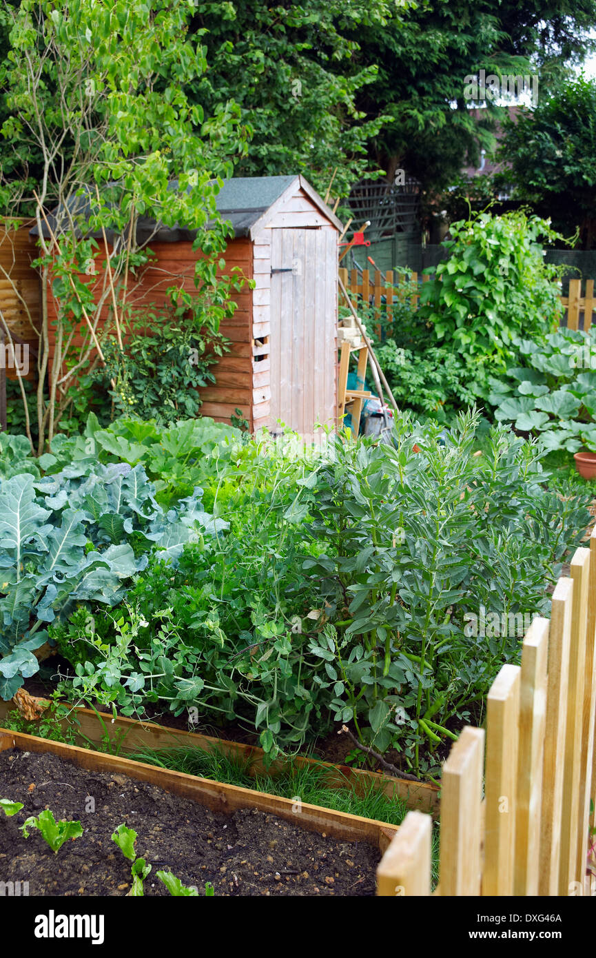 Garden Vegetable Patch With Shed Stock Photo - Alamy