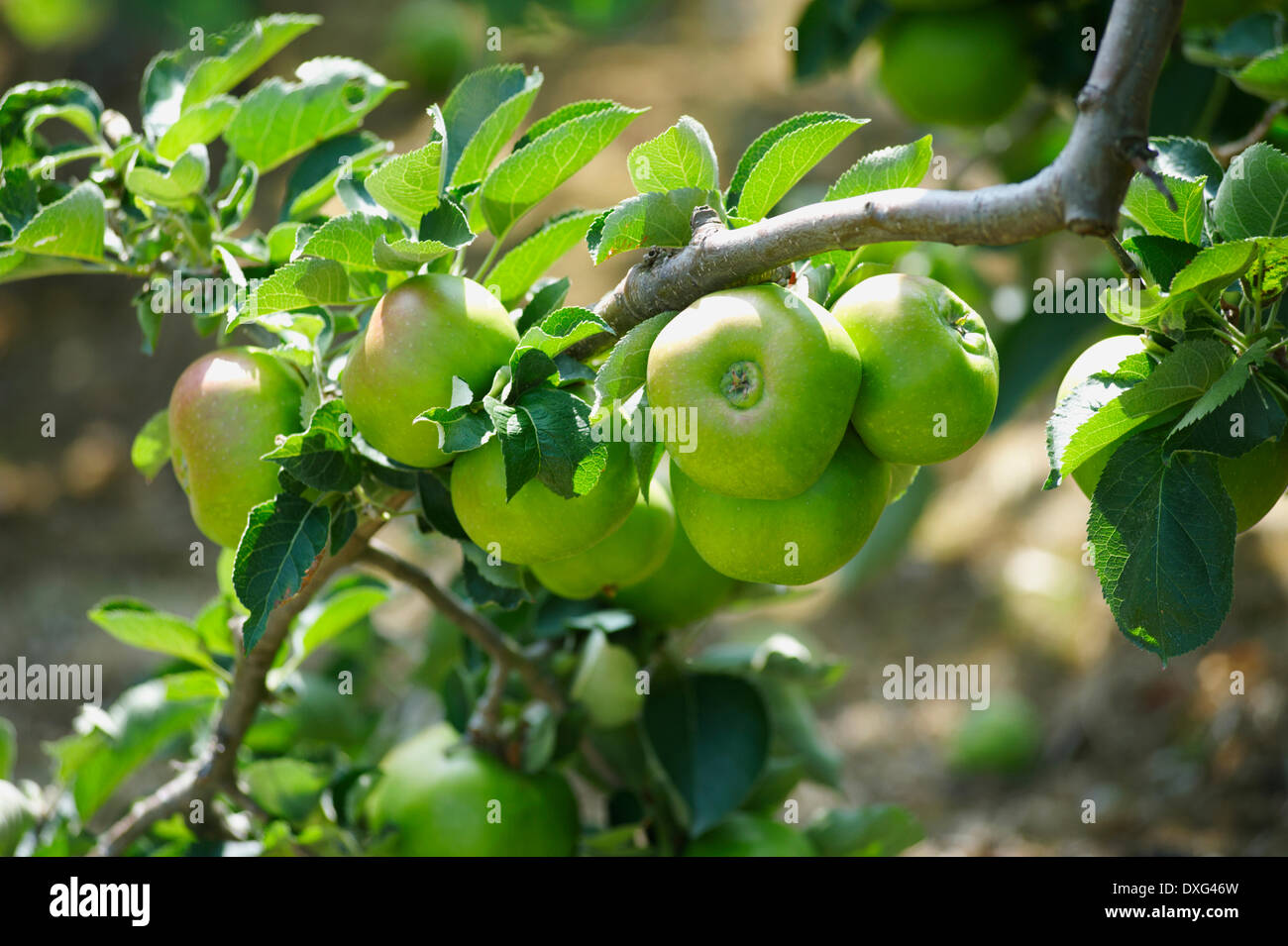 Orchard farm hi-res stock photography and images - Alamy