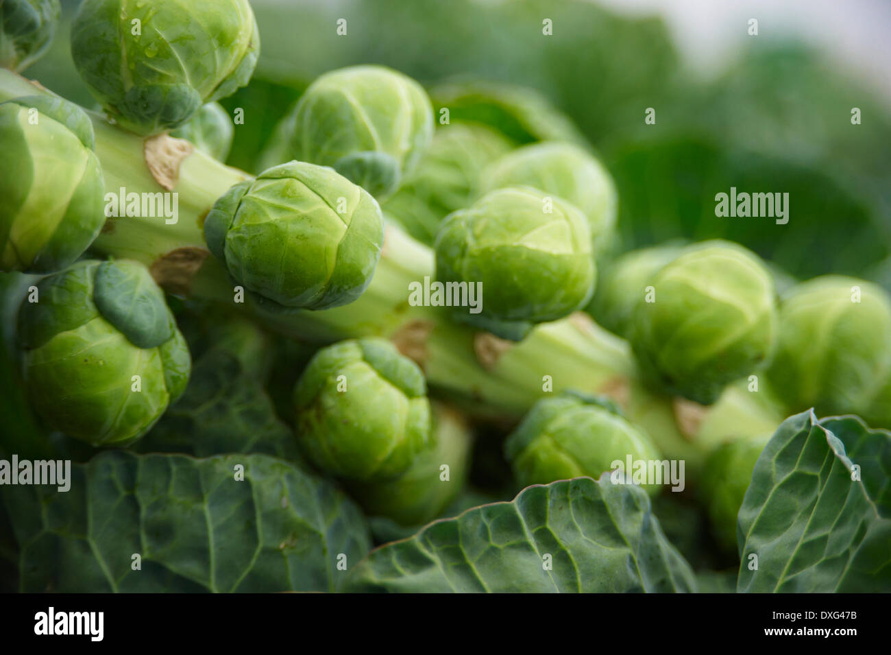 Brussel sprouts hi-res stock photography and images - Alamy