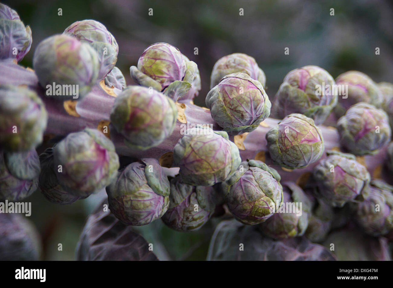 Close Up Of Brussel Sprouts Growing In Garden Stock Photo - Alamy