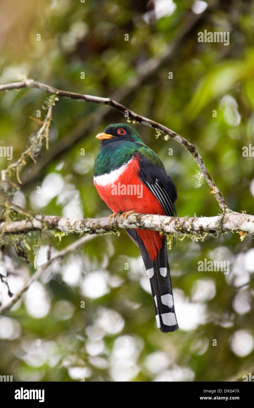 Male masked trogon hi-res stock photography and images - Alamy