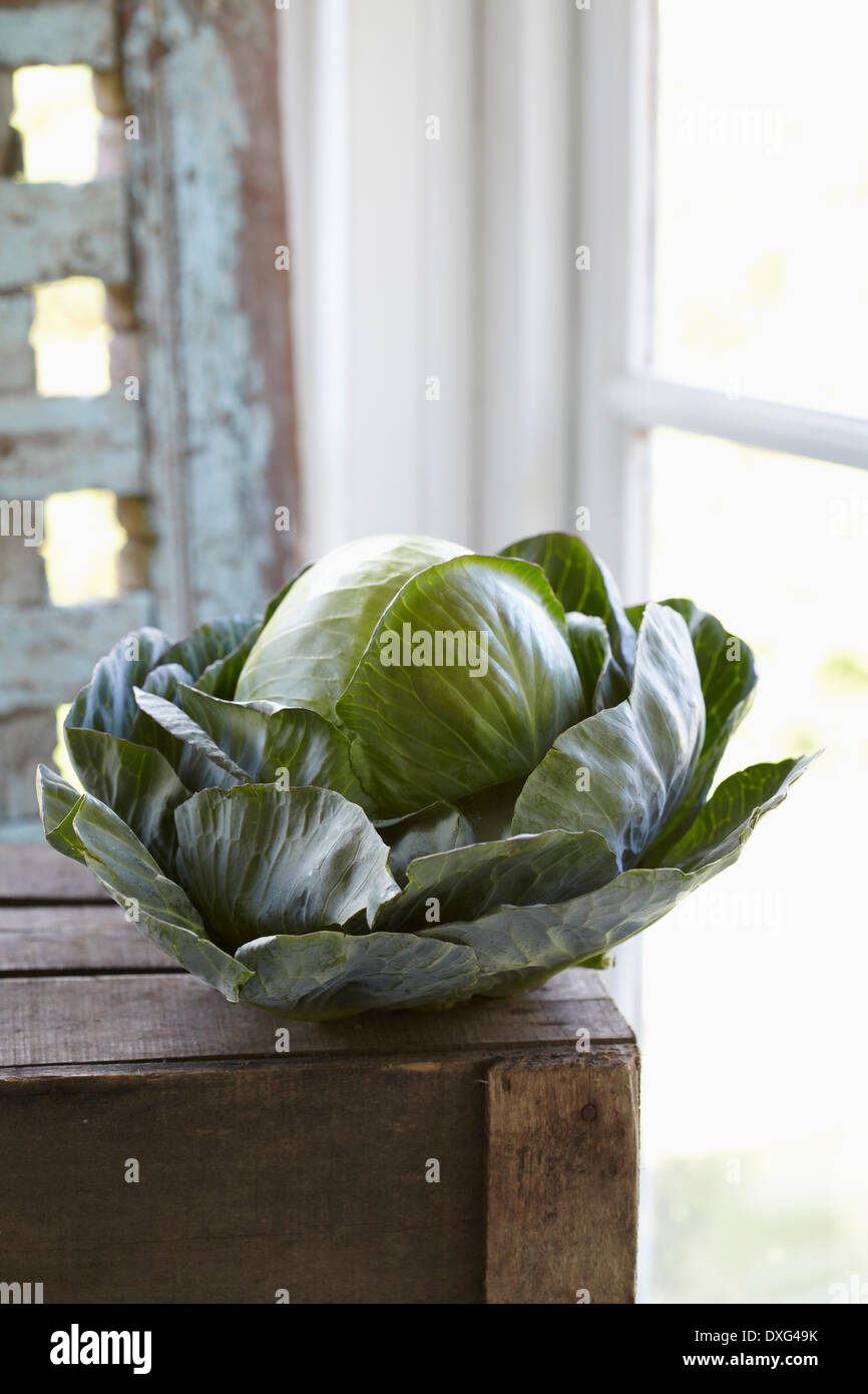 Cabbage photos hi-res stock photography and images - Alamy