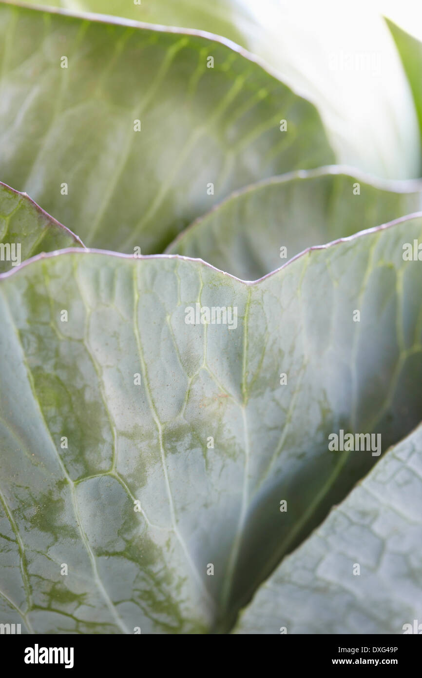 White cabbage leaves close hi-res stock photography and images - Alamy