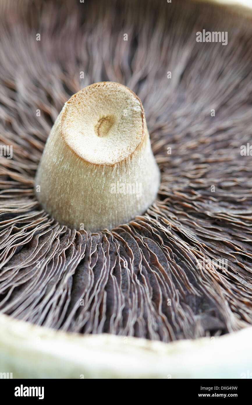 Underside Of Wild Mushroom On Wooden Surface Stock Photo - Alamy