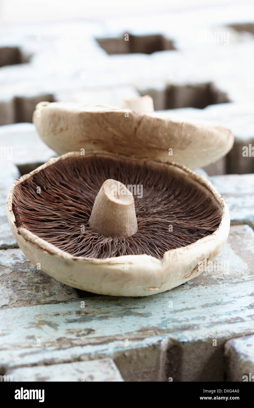 Mushroom underside surface hi-res stock photography and images - Alamy