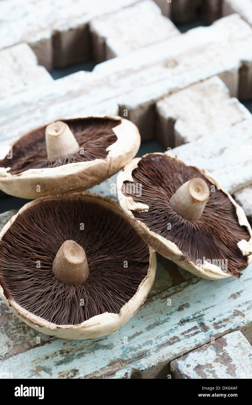 Edible mushroom photos hi-res stock photography and images - Alamy