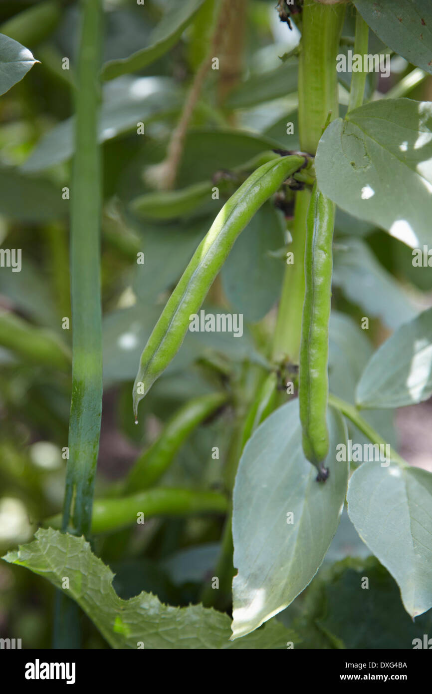 Broad beans plant hi-res stock photography and images - Alamy