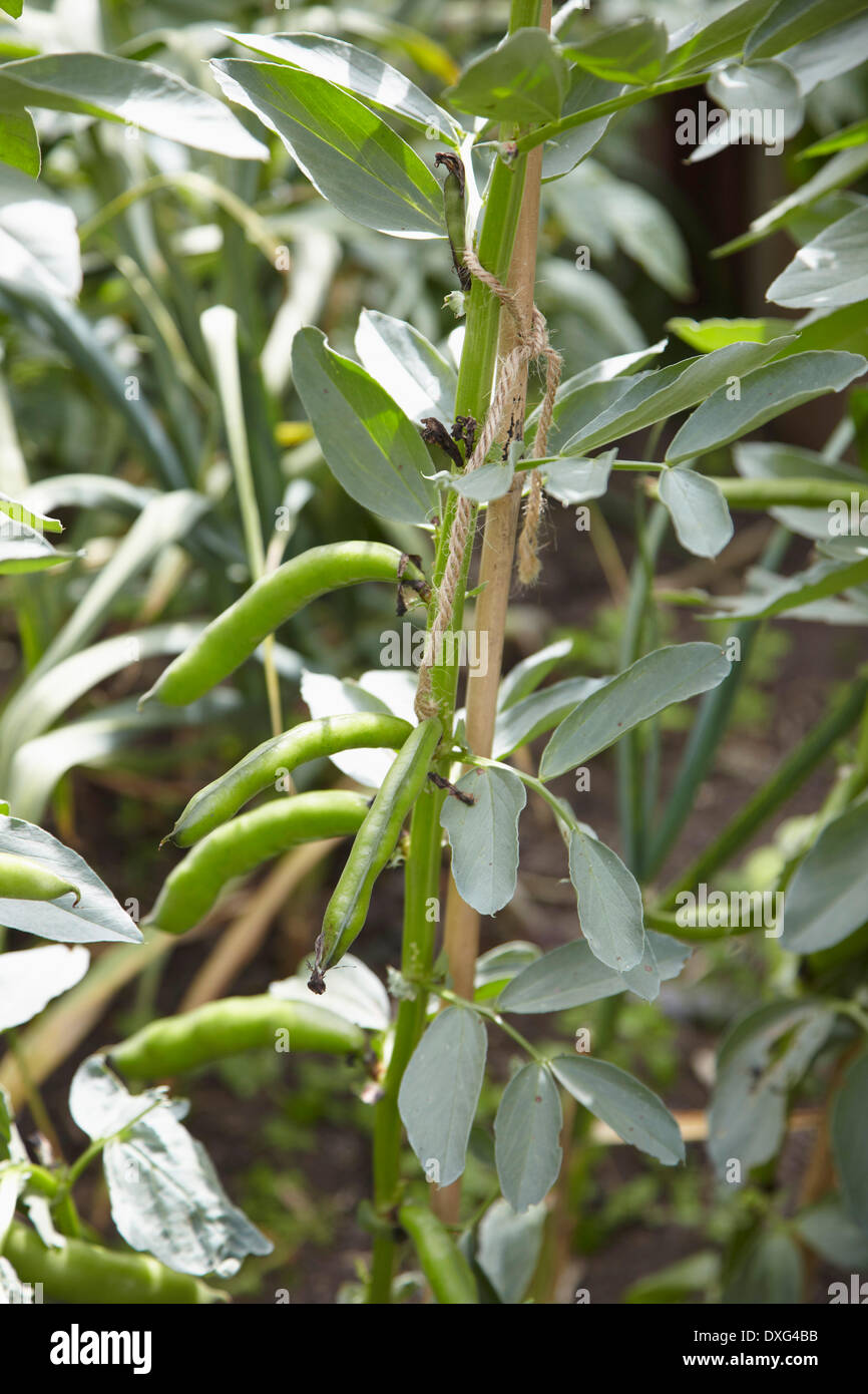 Broad beans plant hi-res stock photography and images - Alamy