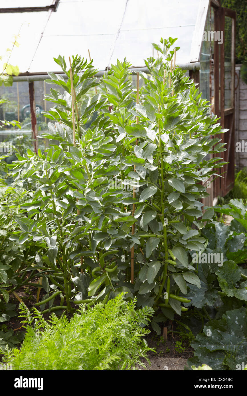 Broad beans plant hi-res stock photography and images - Alamy