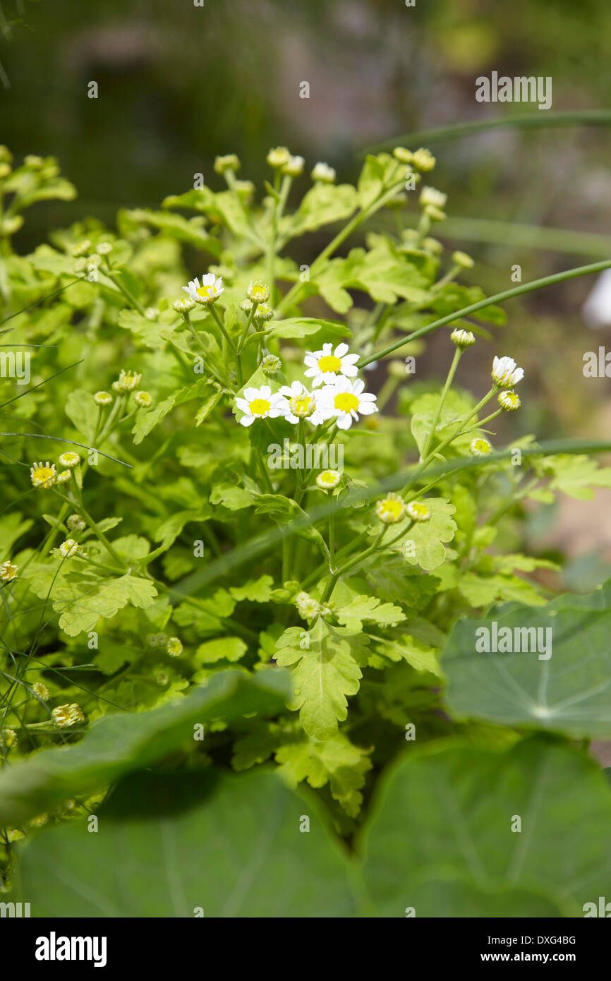 Close Up Of Feverfew Plant Growing In Garden Stock Photo - Alamy
