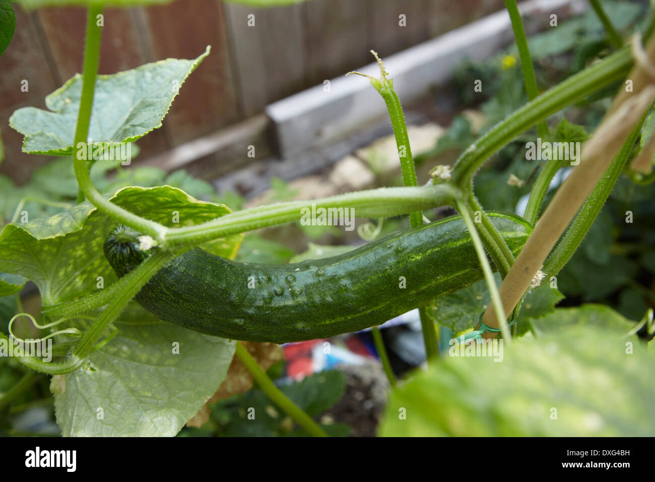Cucumber Growing In Greenhouse Stock Photo - Alamy