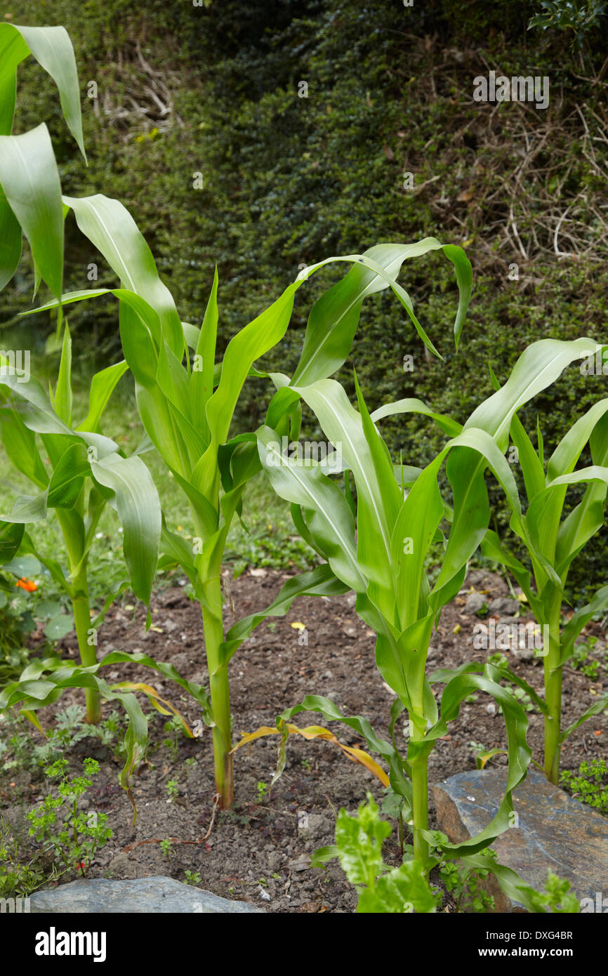 Sweetcorn crop allotment hi-res stock photography and images - Alamy