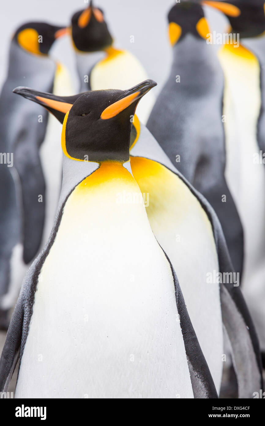 Largest bird southern ocean hi-res stock photography and images - Alamy