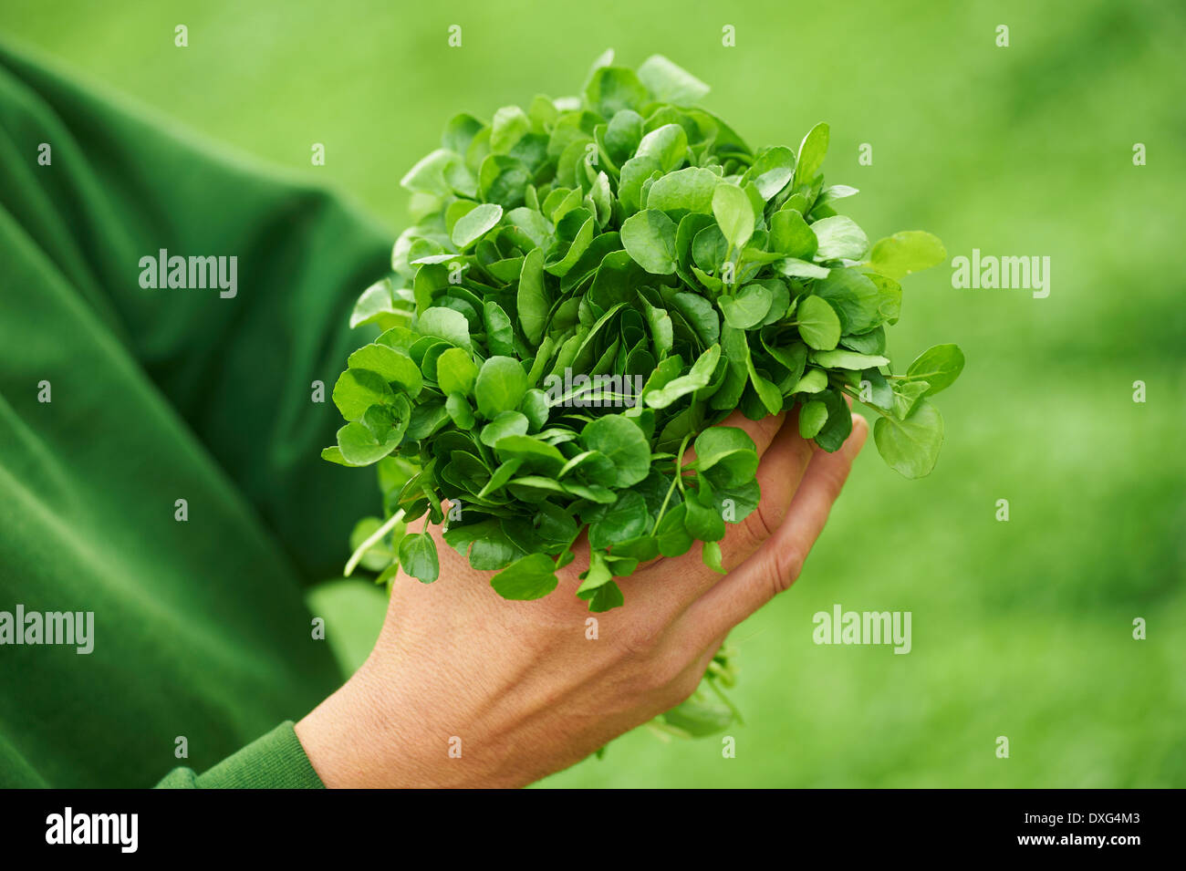 Watercress plant hi-res stock photography and images - Alamy