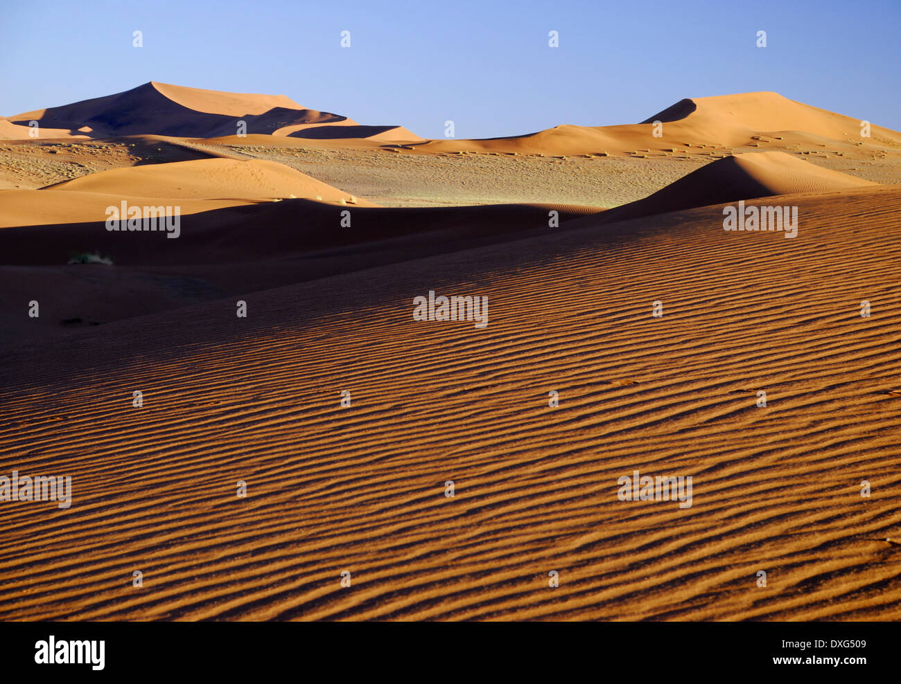 Early morning light on the red sand dunes at Sossusvlei, Namibia Stock ...