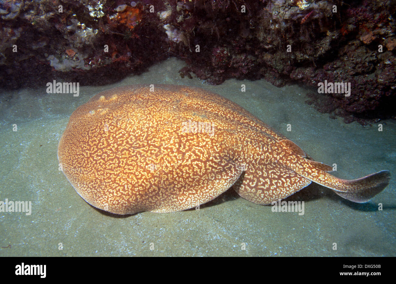 Marbled Electric Ray at Ponta do Ouro, Mozambique Stock Photo - Alamy