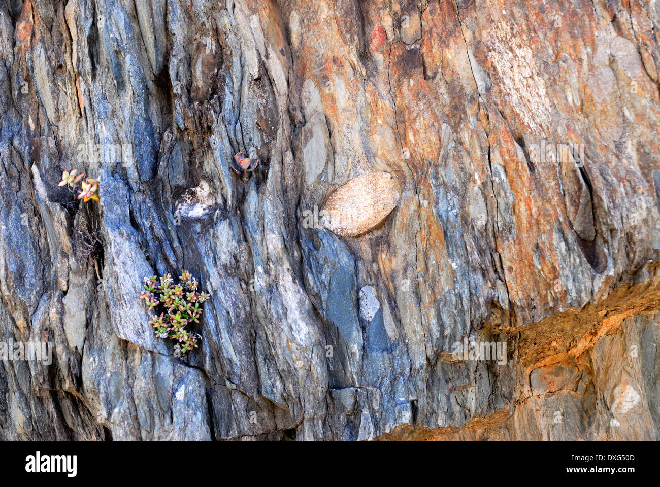 Conglomerate of the Kansa Group, showing deformed stretched out pebbles ...