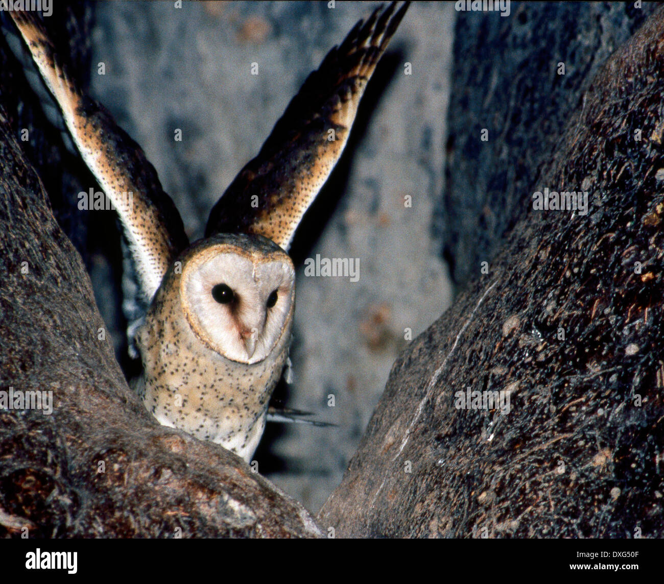 Barn Owl in Baobab, Baines Baobabs, Kudiakam Pan, Botswana Stock Photo ...