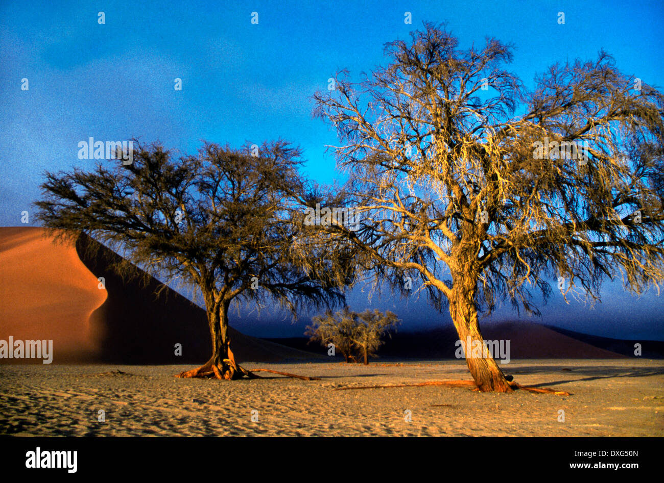 Camelthorn trees at Dune 45 near Sossusvlei at sunrise Stock Photo - Alamy