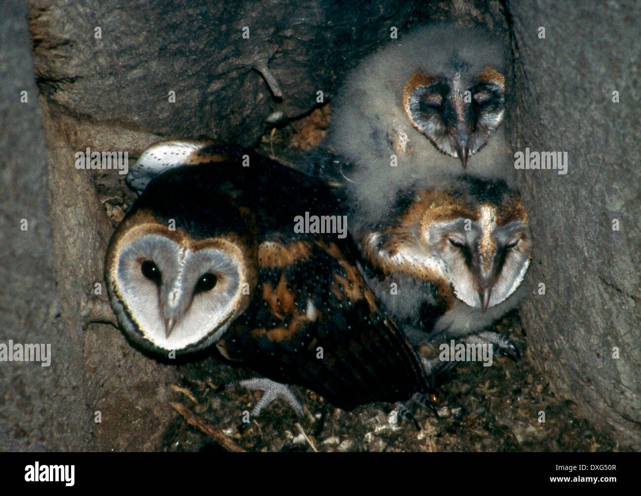 Kudiakam pan and baines baobabs hi-res stock photography and images - Alamy