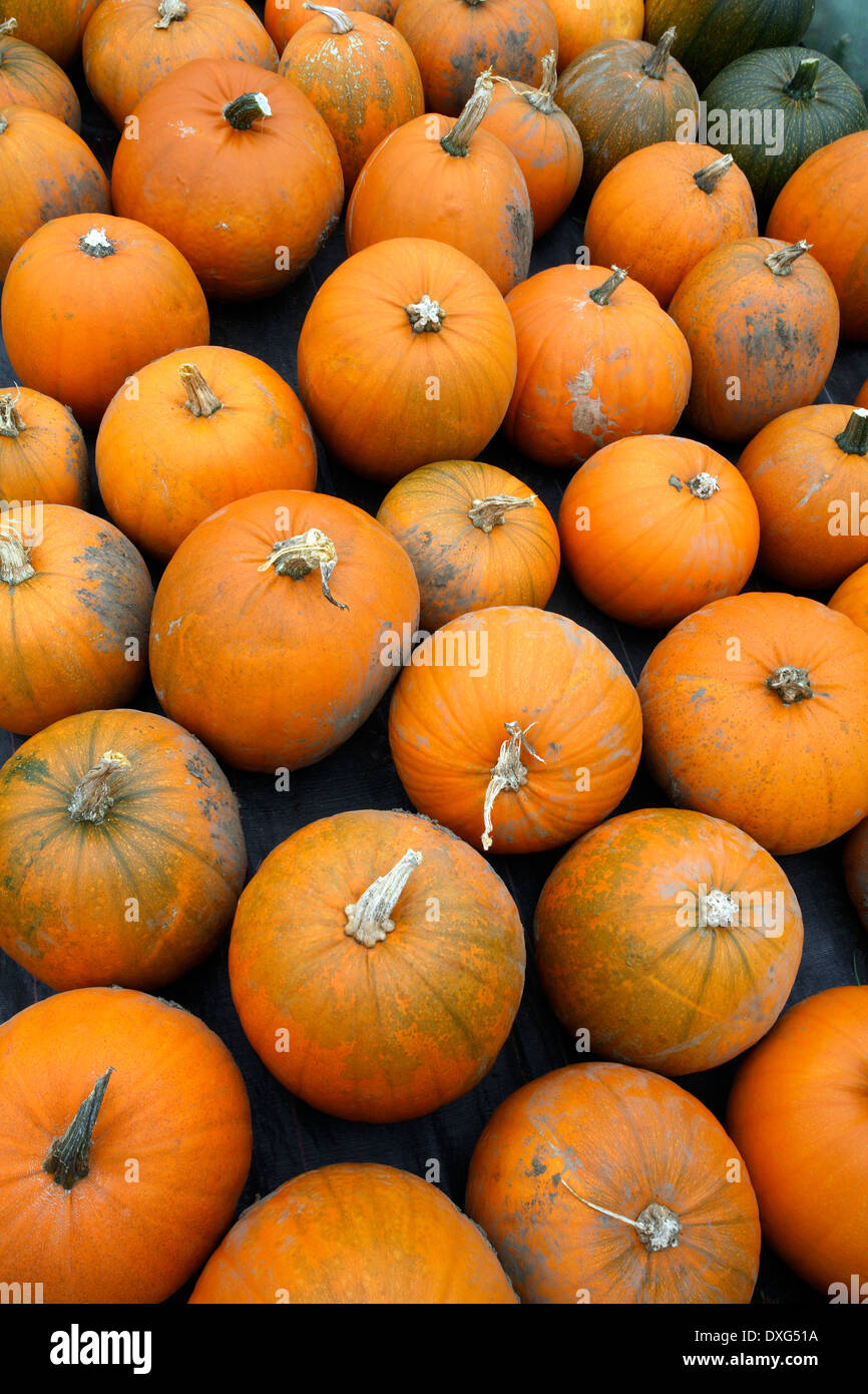 Pumpkins on a farm in North Yorkshire in the north of England Stock ...